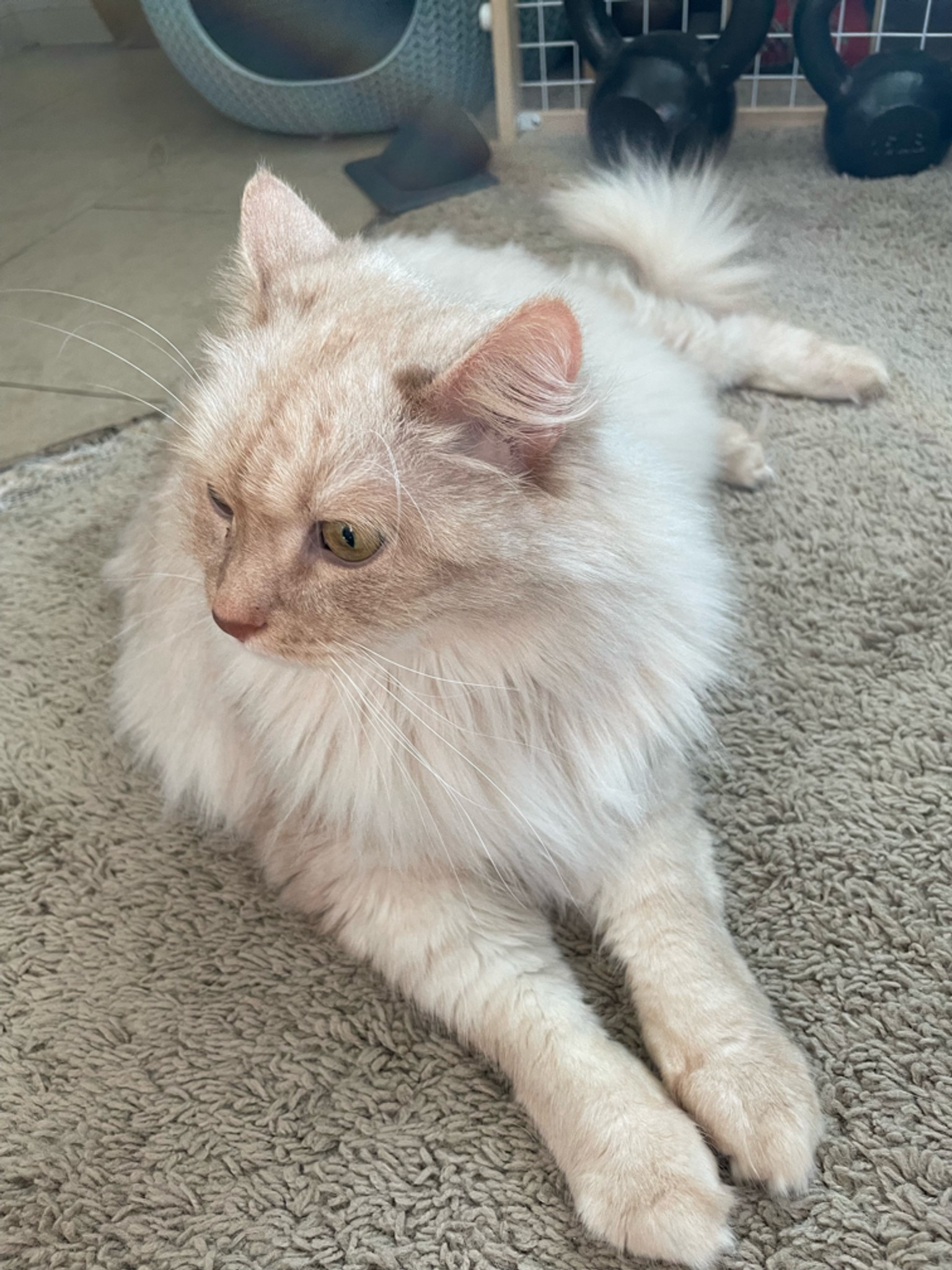 What are the designation hierarchy of ltimindtree I have been given ...