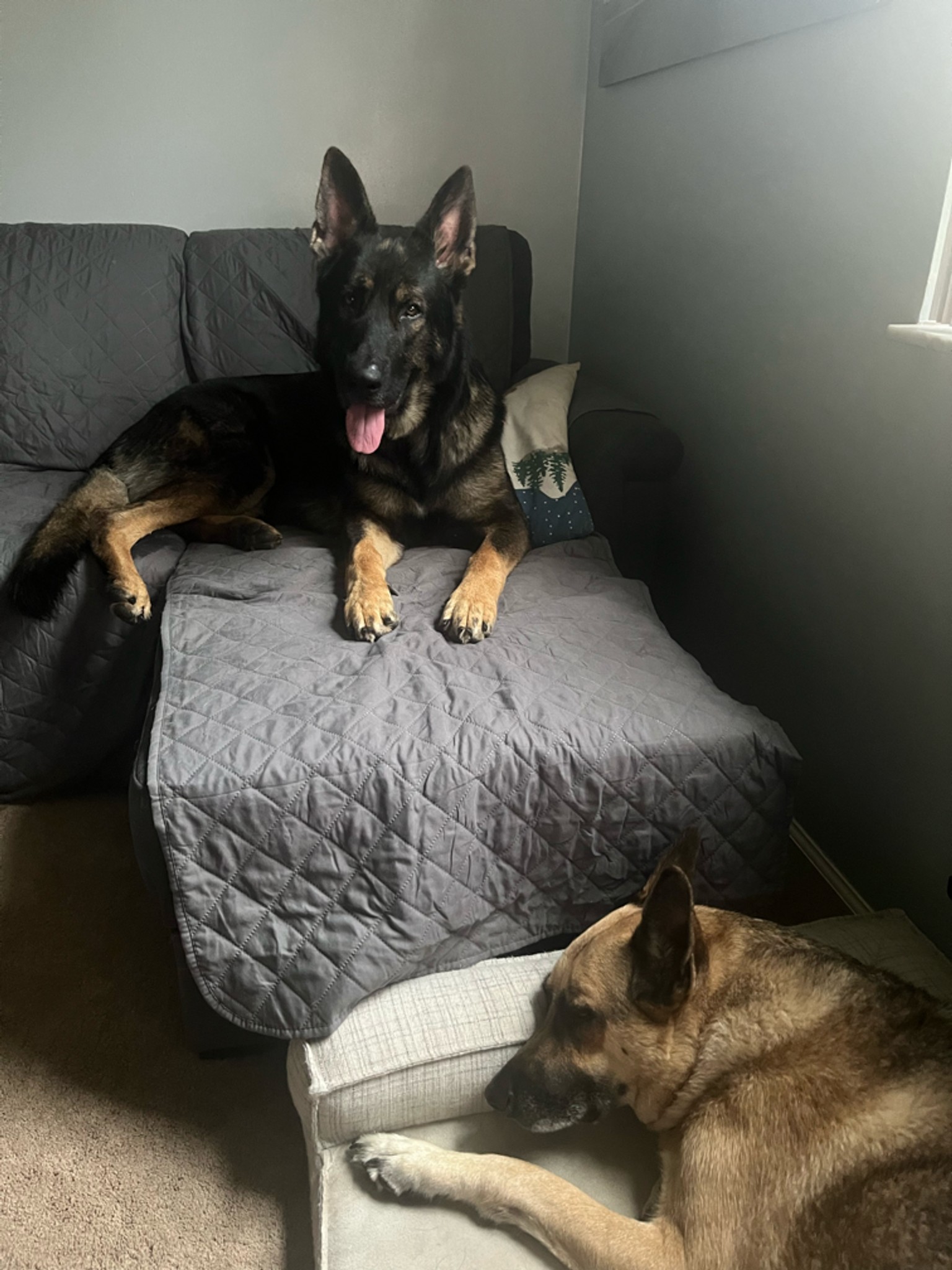 Kujo is ready for a full day of Zoom calls! | Fishbowl
