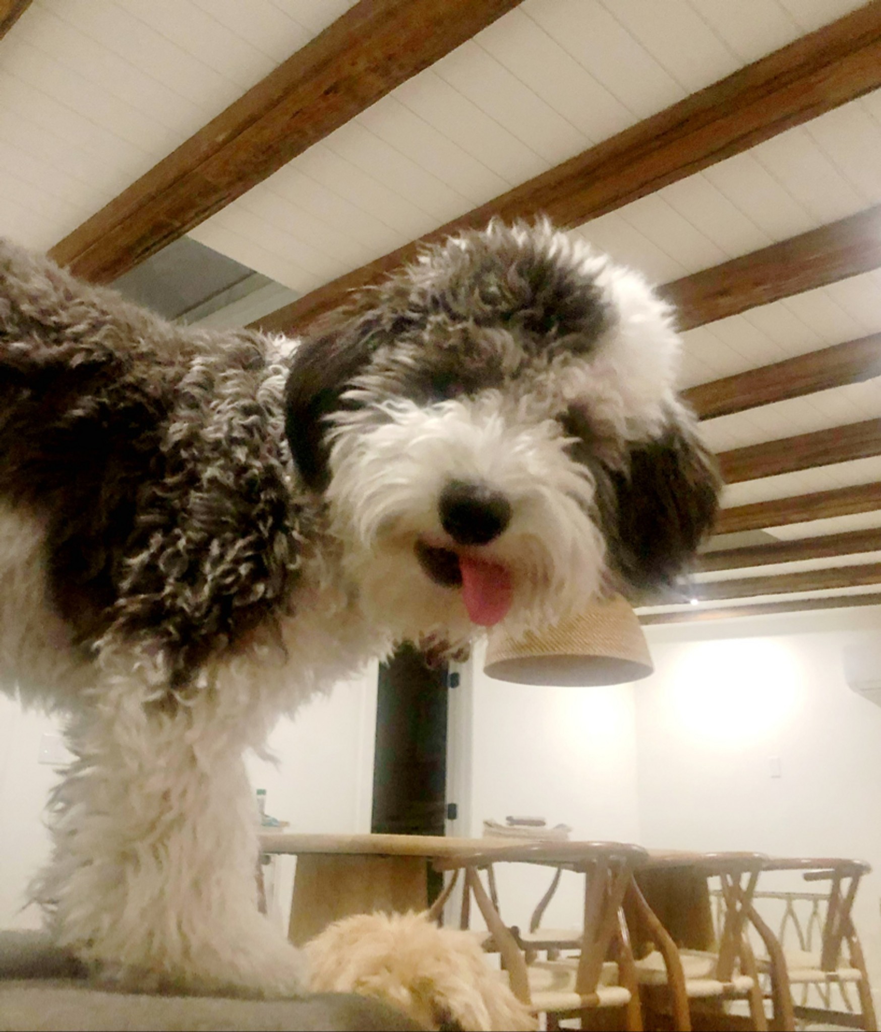 Let’s start a thread with derpy pics of your pups ... | Fishbowl