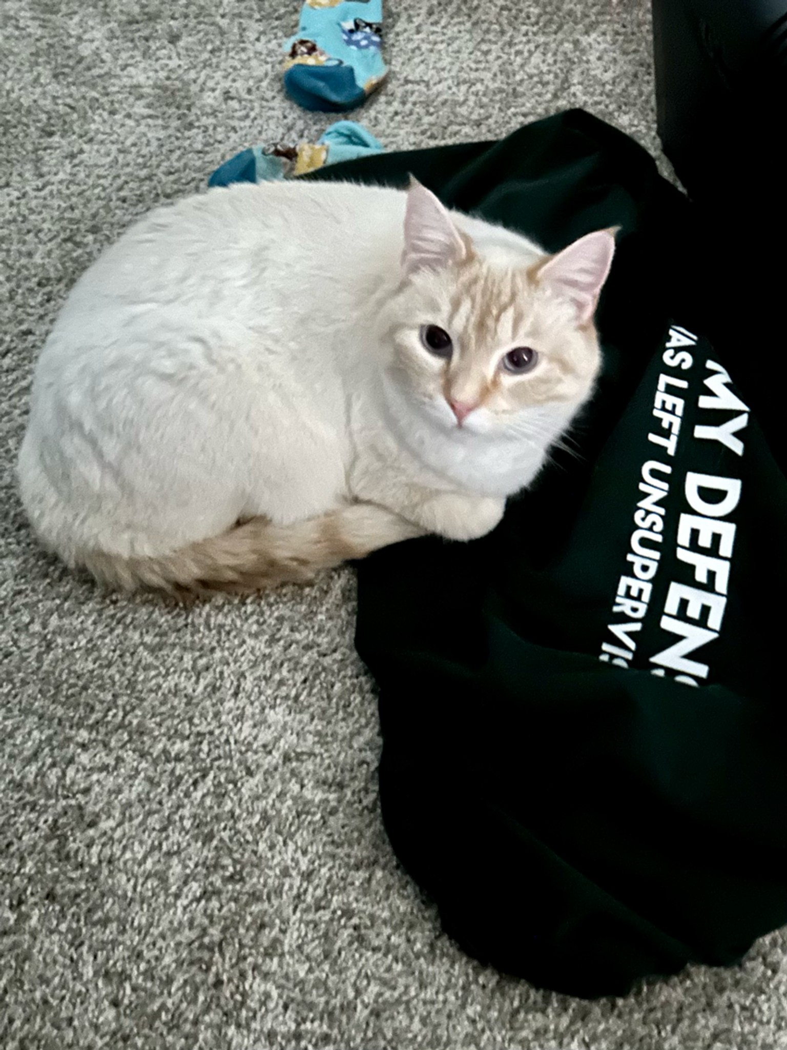 New kitty… Who dis?! This is Pooky. My brother and... | Fishbowl