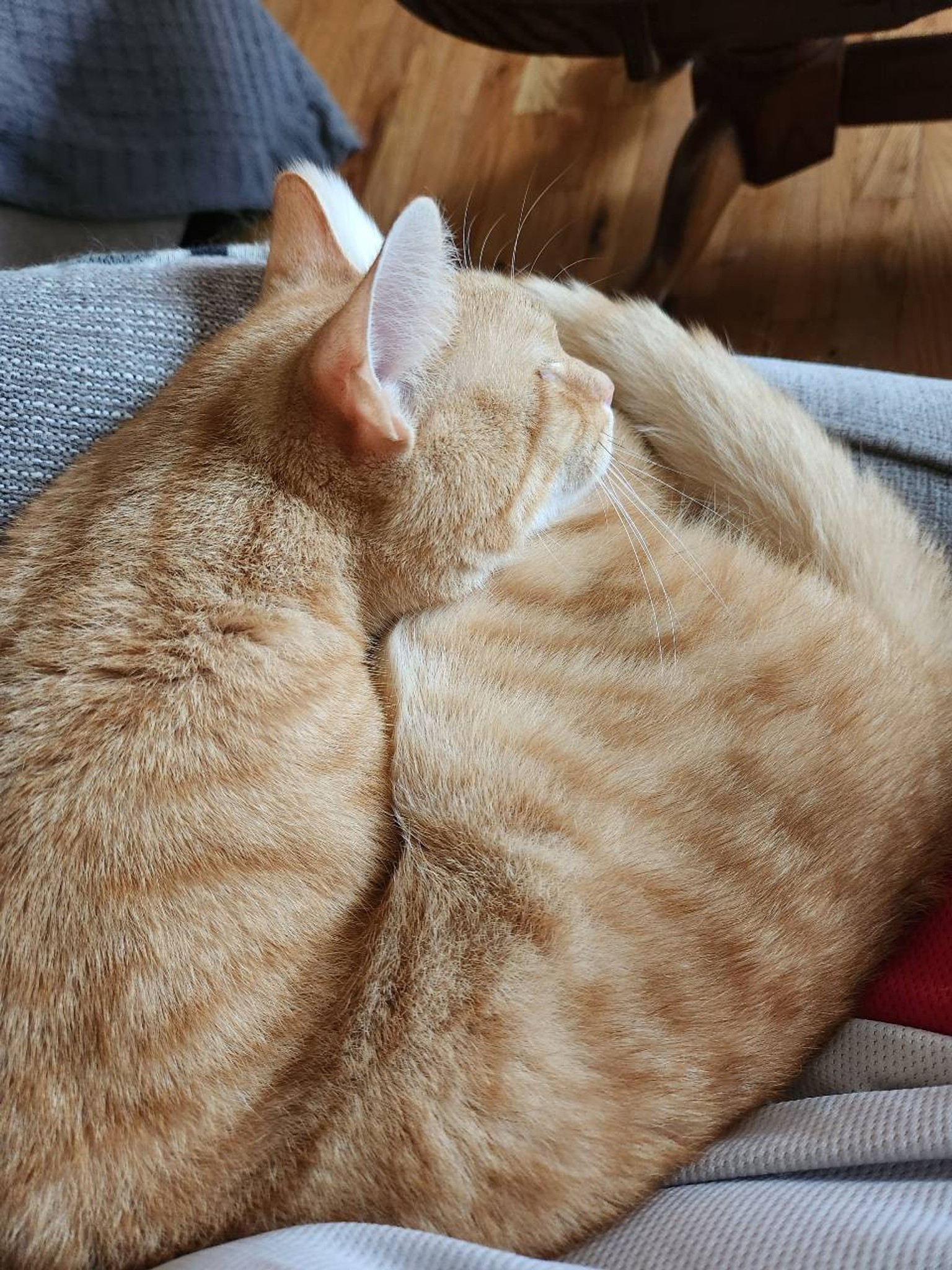 Sammael, aka Sammy, keeping my company while the d... | Fishbowl