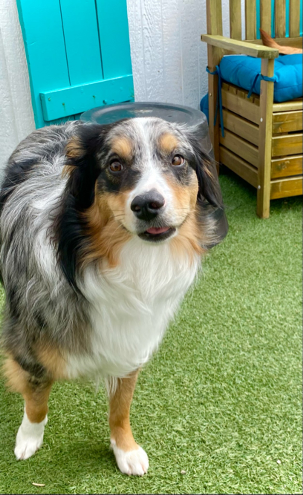 Let’s start a thread with derpy pics of your pups ... | Fishbowl