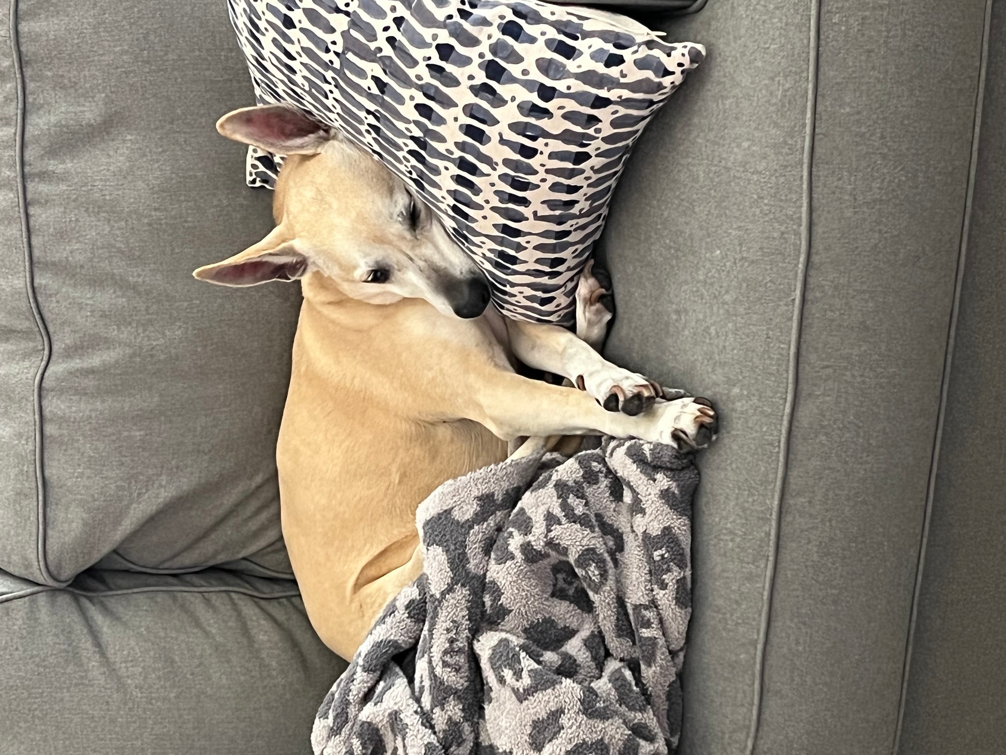 Could someone please help with hierarchy in Hexaware Technologies ...