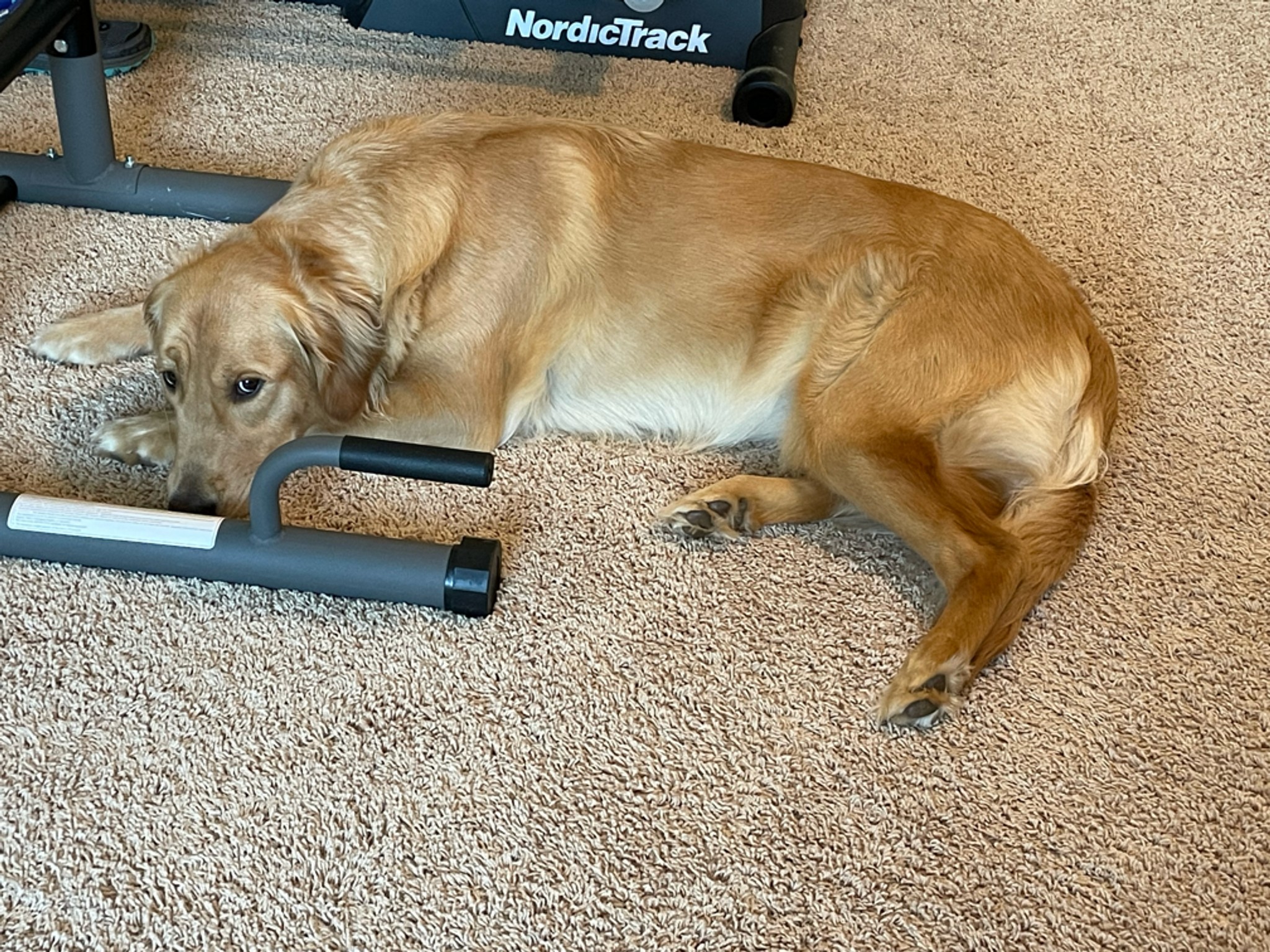 Feeling sad, could use a pick me up. I’d love it i... | Fishbowl