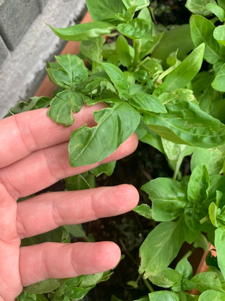 Any gardeners know what is eating my basil? I’m th... | Fishbowl