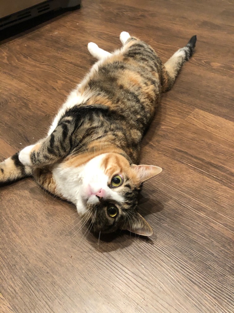 Still can’t get enough of her stubby legs 3 years ... | Fishbowl