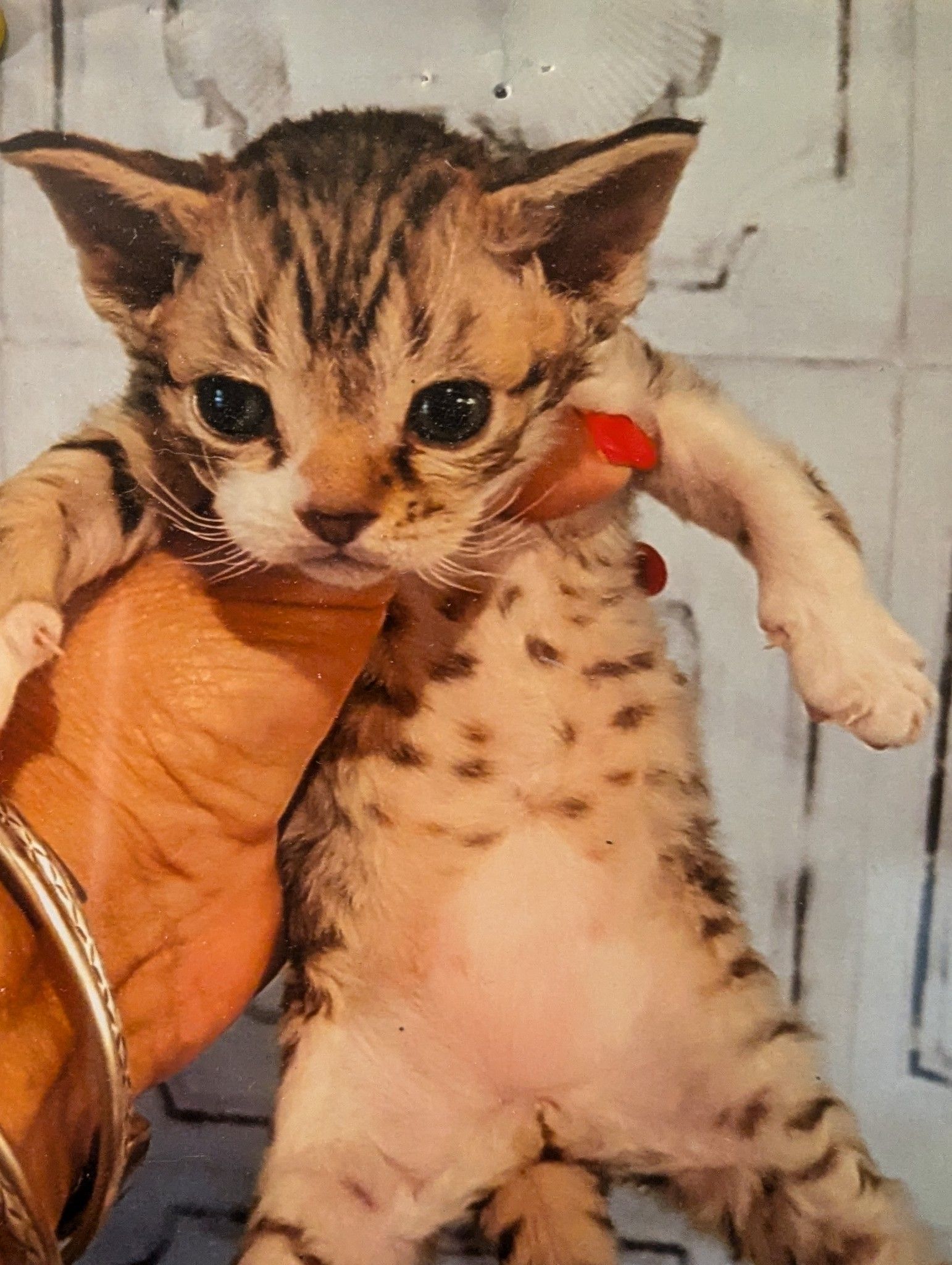 Throwback Thursday photo of Bubbles and Rosco as k... | Fishbowl