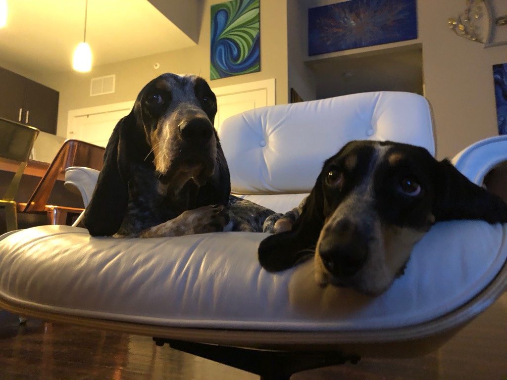 Wfh pets thread to calm our nerves? Show us photos... | Fishbowl
