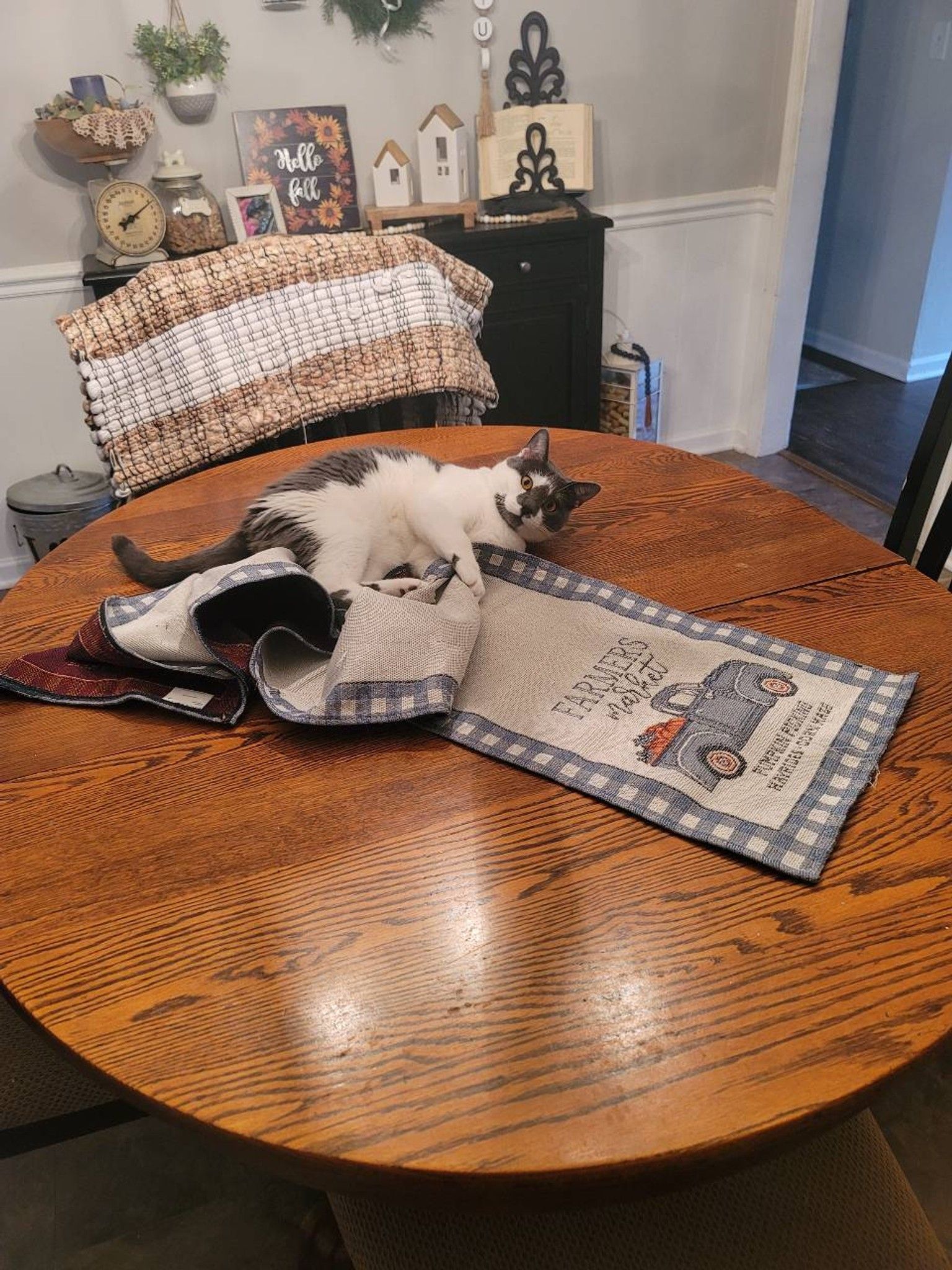 WHAT IS IT?? FAT CAT FRIDAY 🐈!! This is not my... | Fishbowl