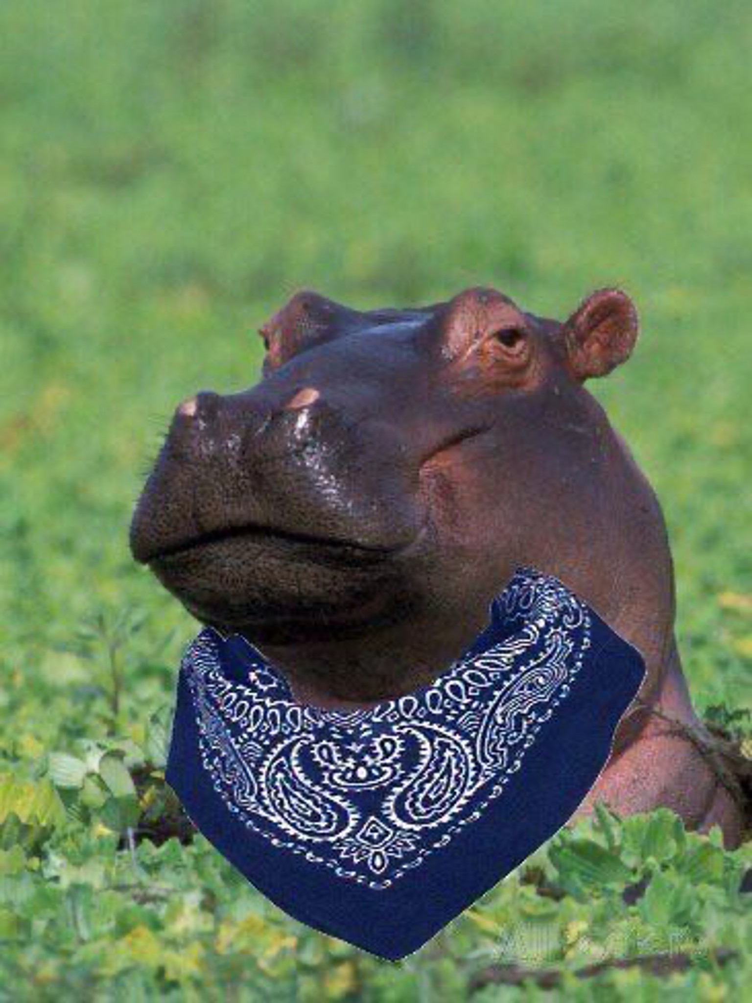 Was today years old when I learned complement is s... | Fishbowl