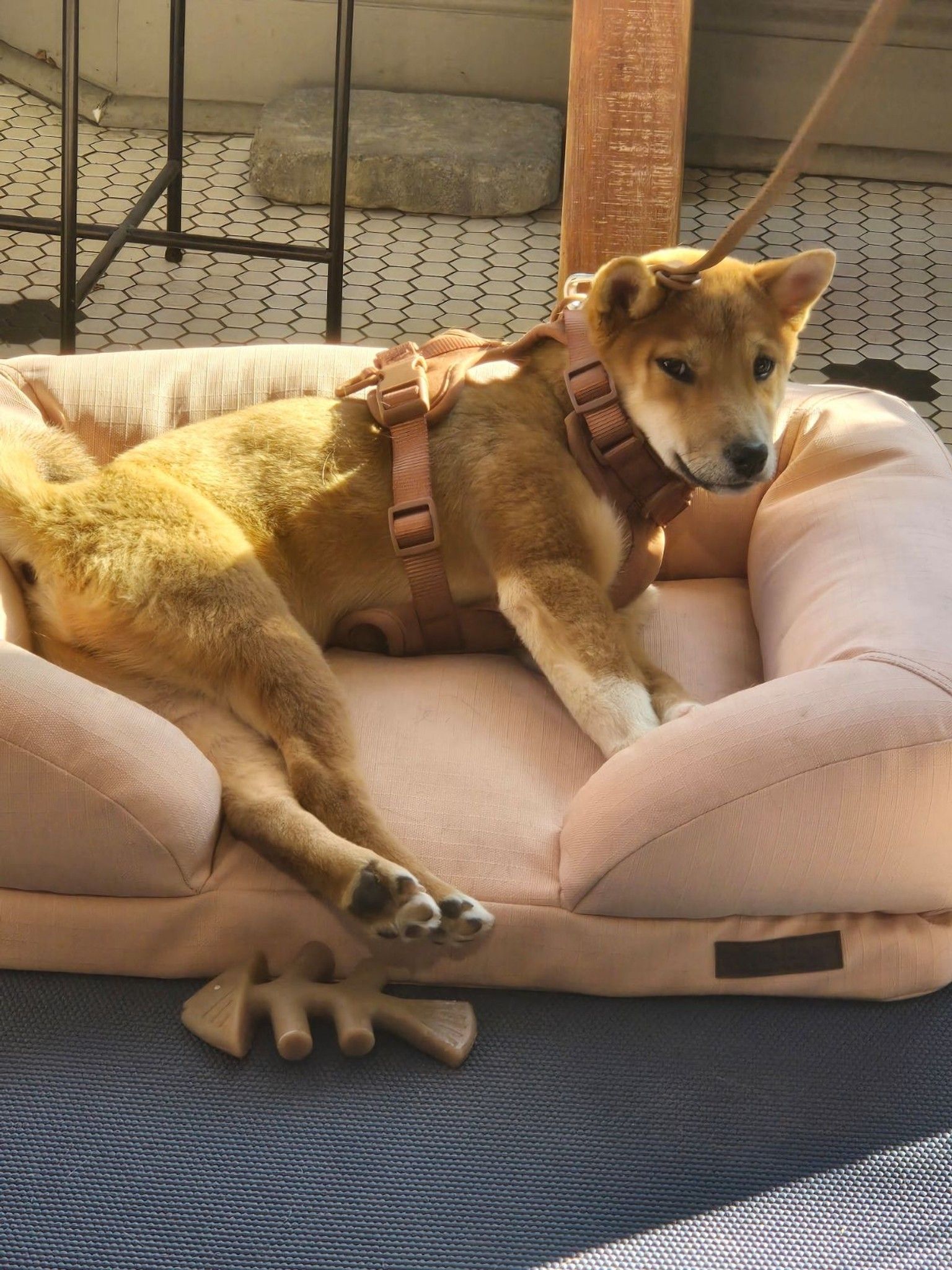 This is Evee like the Pokémon. My son named our imaginary dog one day ...