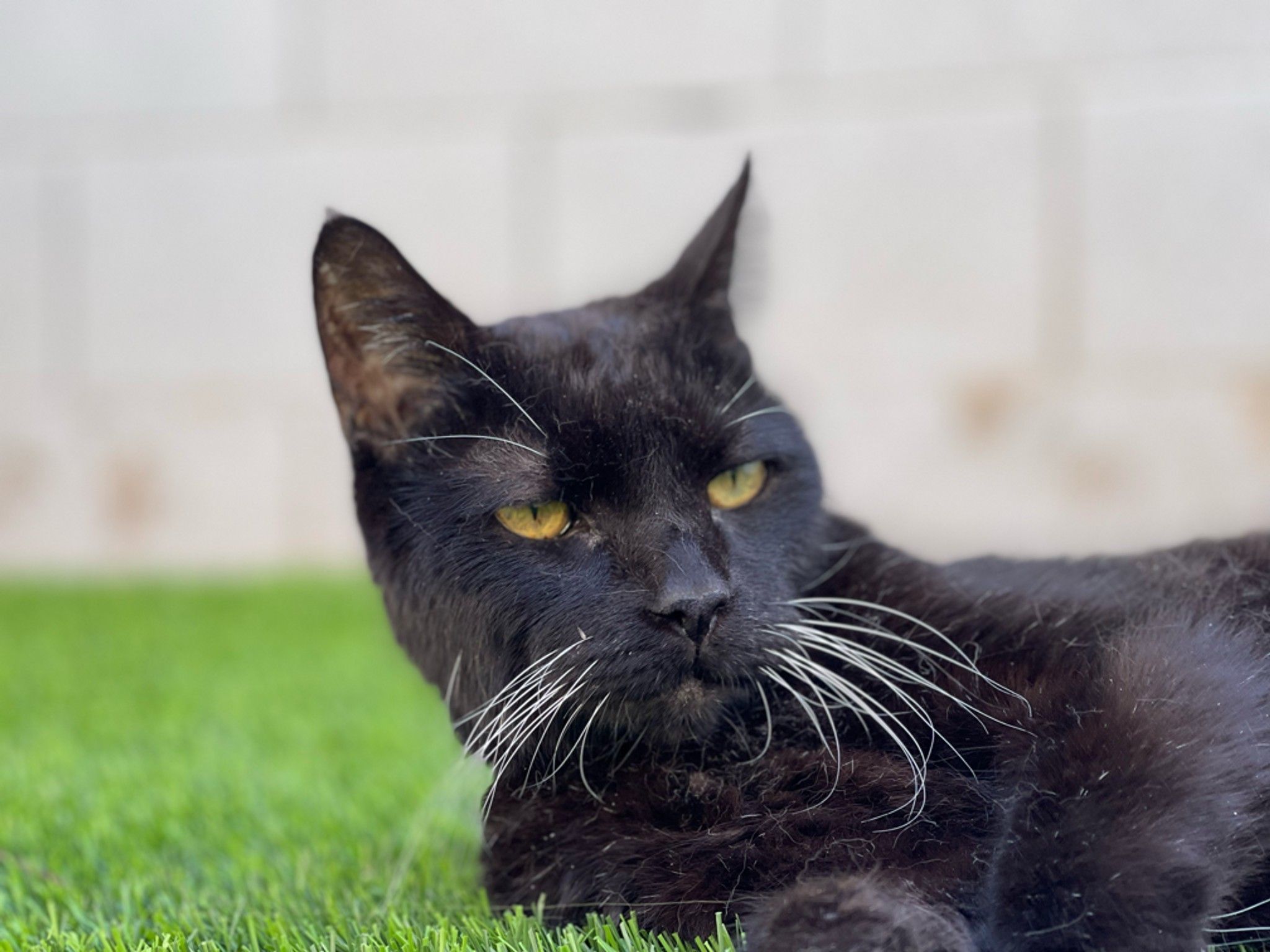 My boy is 17 got a fresh bath and brush and a mini... | Fishbowl