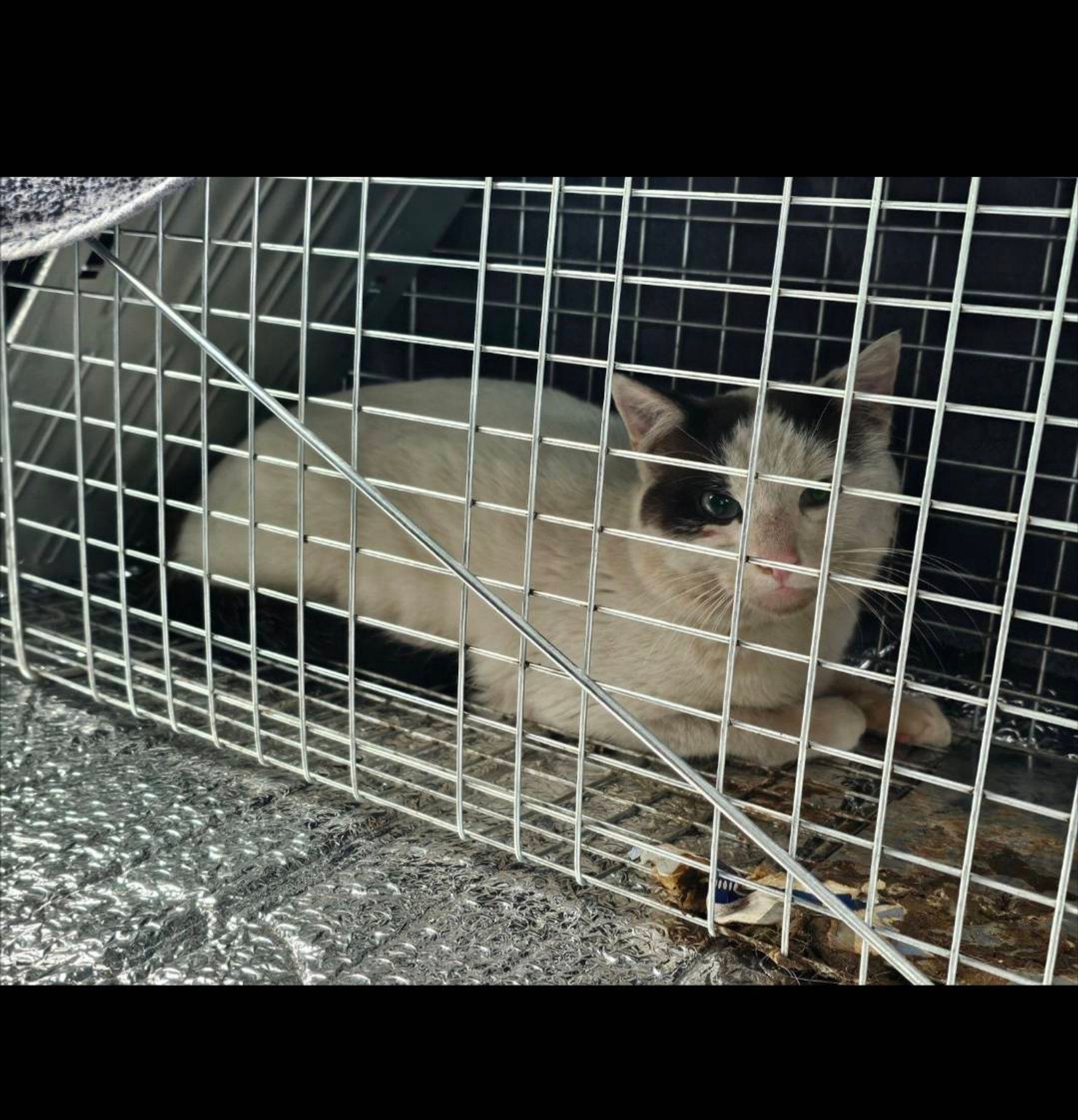 My neighbor spotted a ragdoll looking cat who appe... | Fishbowl